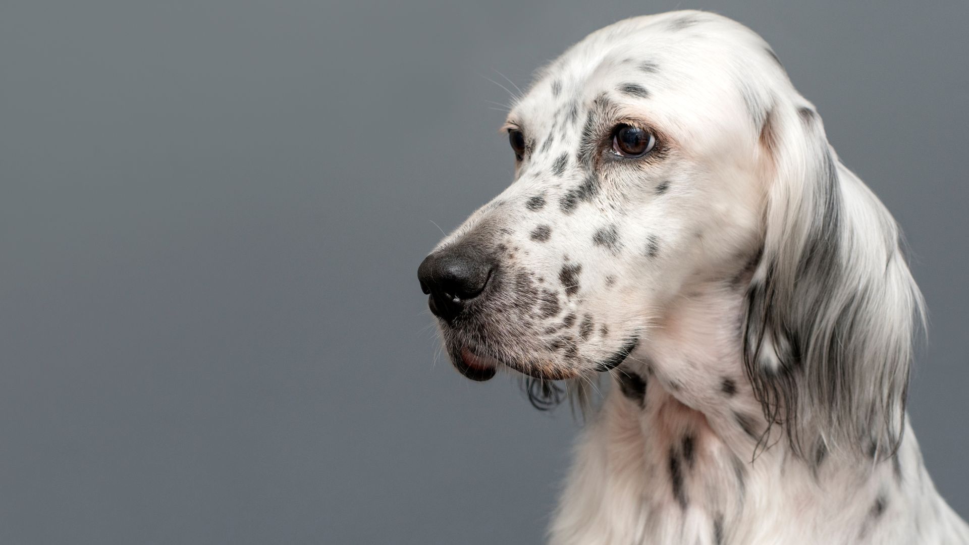 Il Setter: 4 razze in una. - Amica Veterinaria