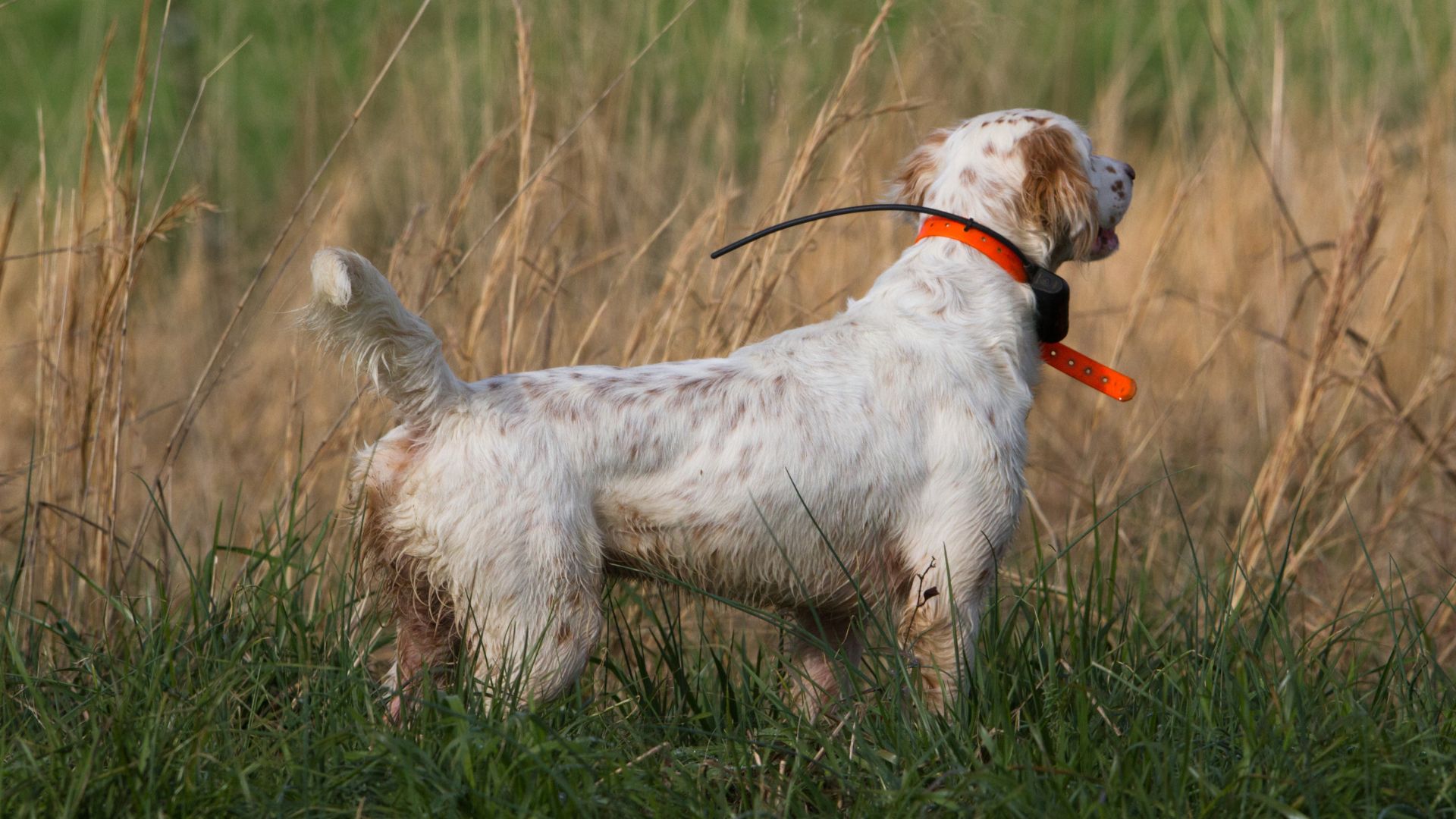Il Setter: 4 razze in una. - Amica Veterinaria