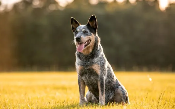 Barbone: toy, nano, medio, grande. - Amica Veterinaria